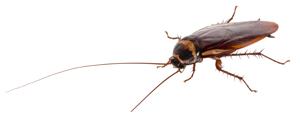 Roach Extermination & Pest Control CT, RI, NY, MA | Eliminate ‘Em