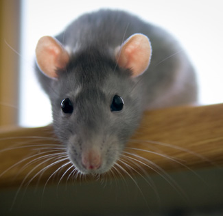 7 Harmful Diseases Spread by Mice and Rats