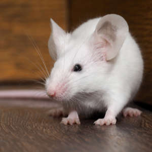 What Damage Can Rodents Do to Your Home? | Eliminate'Em Pest Control