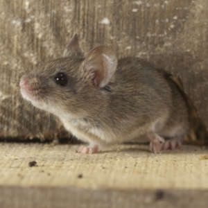 5 Tips to Keep Mice Out of Your Home This Fall | Eliminate'Em Pest Control